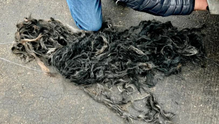 Hair Coming Out of Exhaust Pipe: What It Really Means (Expert Guide ...